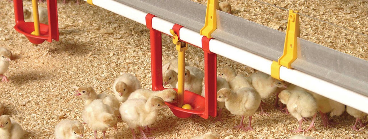 Cumberland Turkey Water Systems • South Country Livestock Equipment