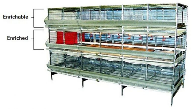 FDI Enrichable Cage System • South Country Livestock Equipment