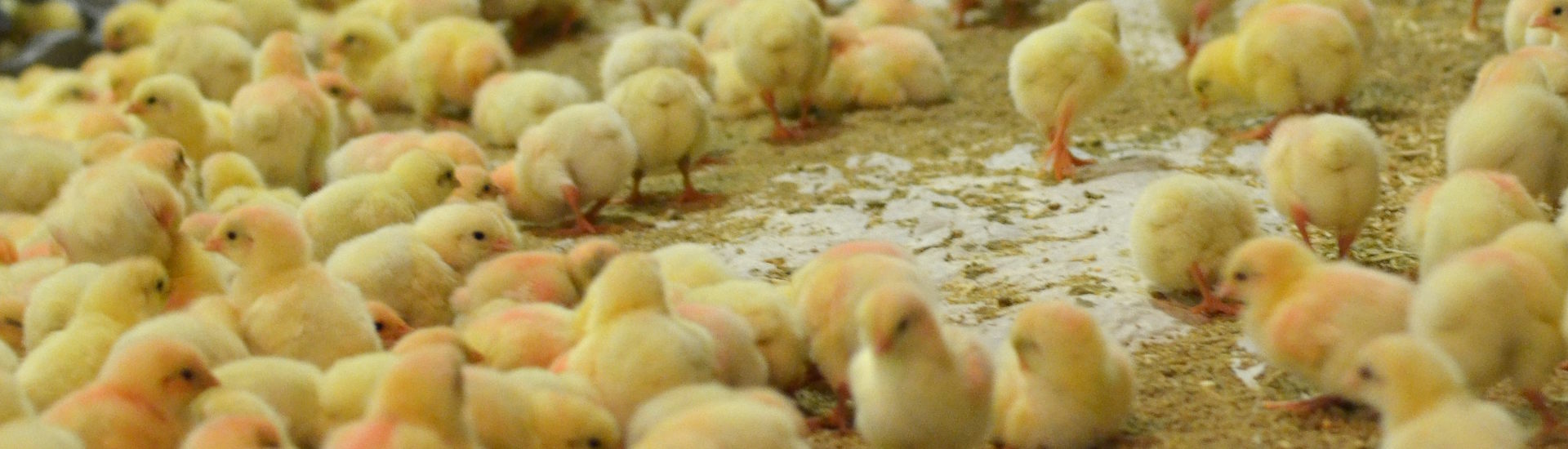 Poultry (Chick) Paper • South Country Livestock Equipment